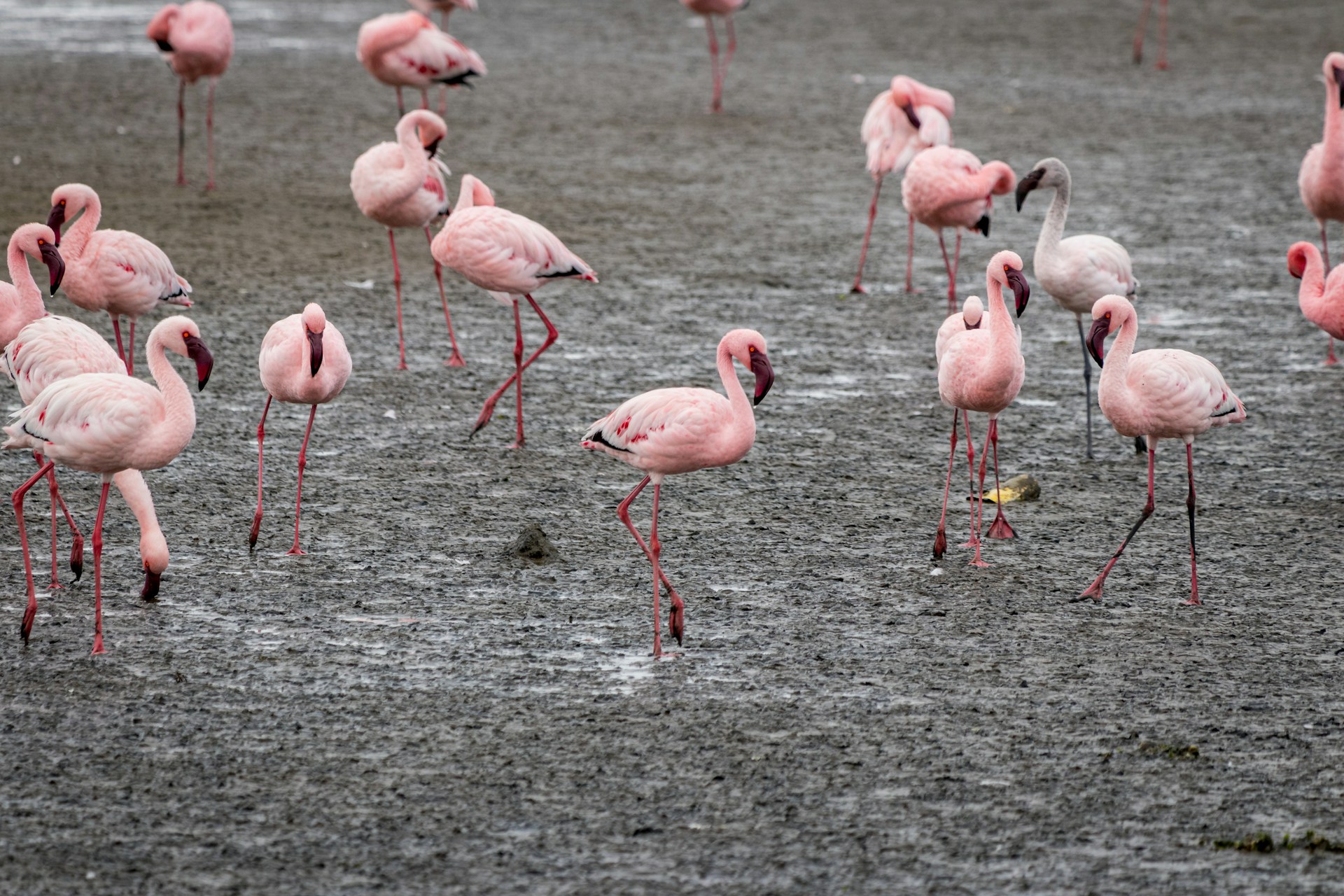 Walvis Bay Bird Sanctuary | Namibia's Avian Haven