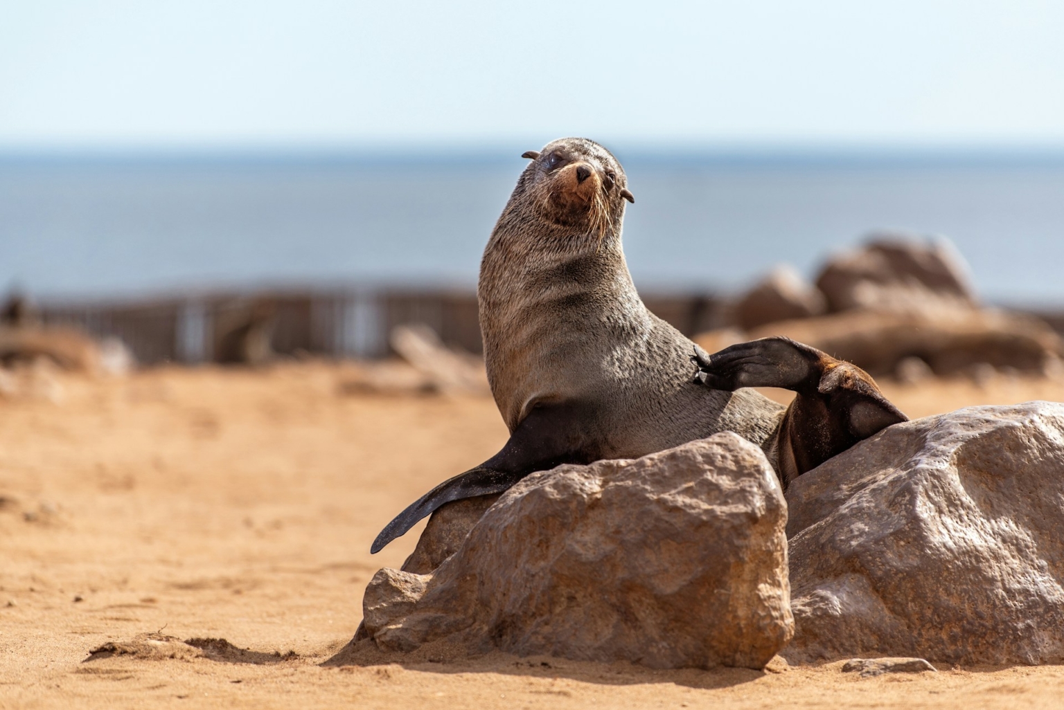Top Things to See in Sandwich Harbour | Namibia Attractions