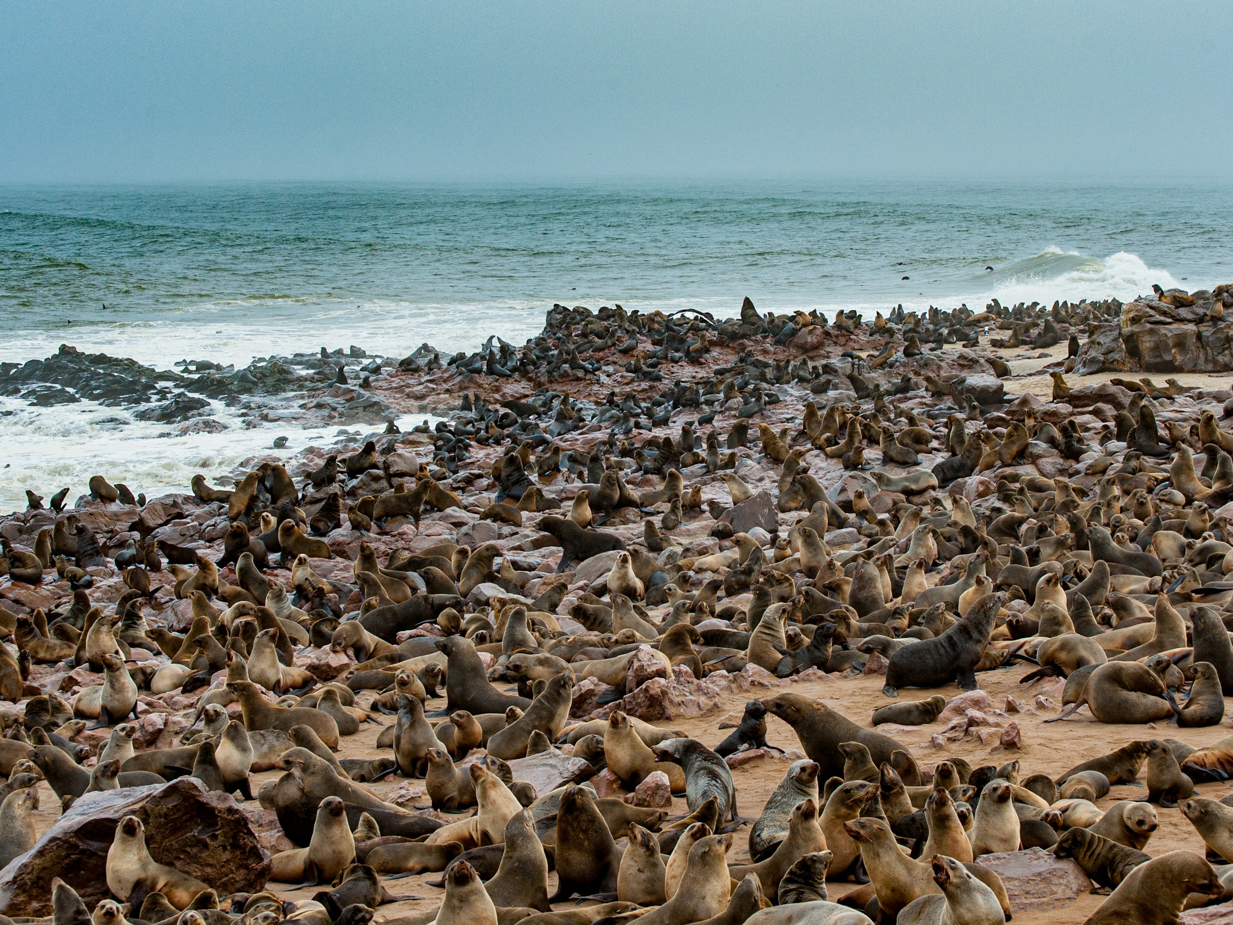 Cape Cross | Namibia's Premier Cape Fur Seal Colony