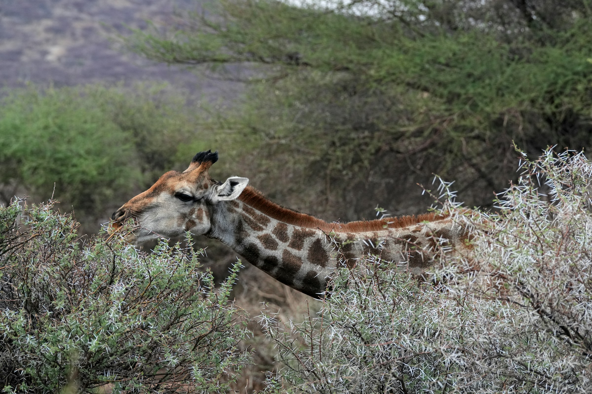 Erongo Region | Namibia's Coastal & Inland Attractions