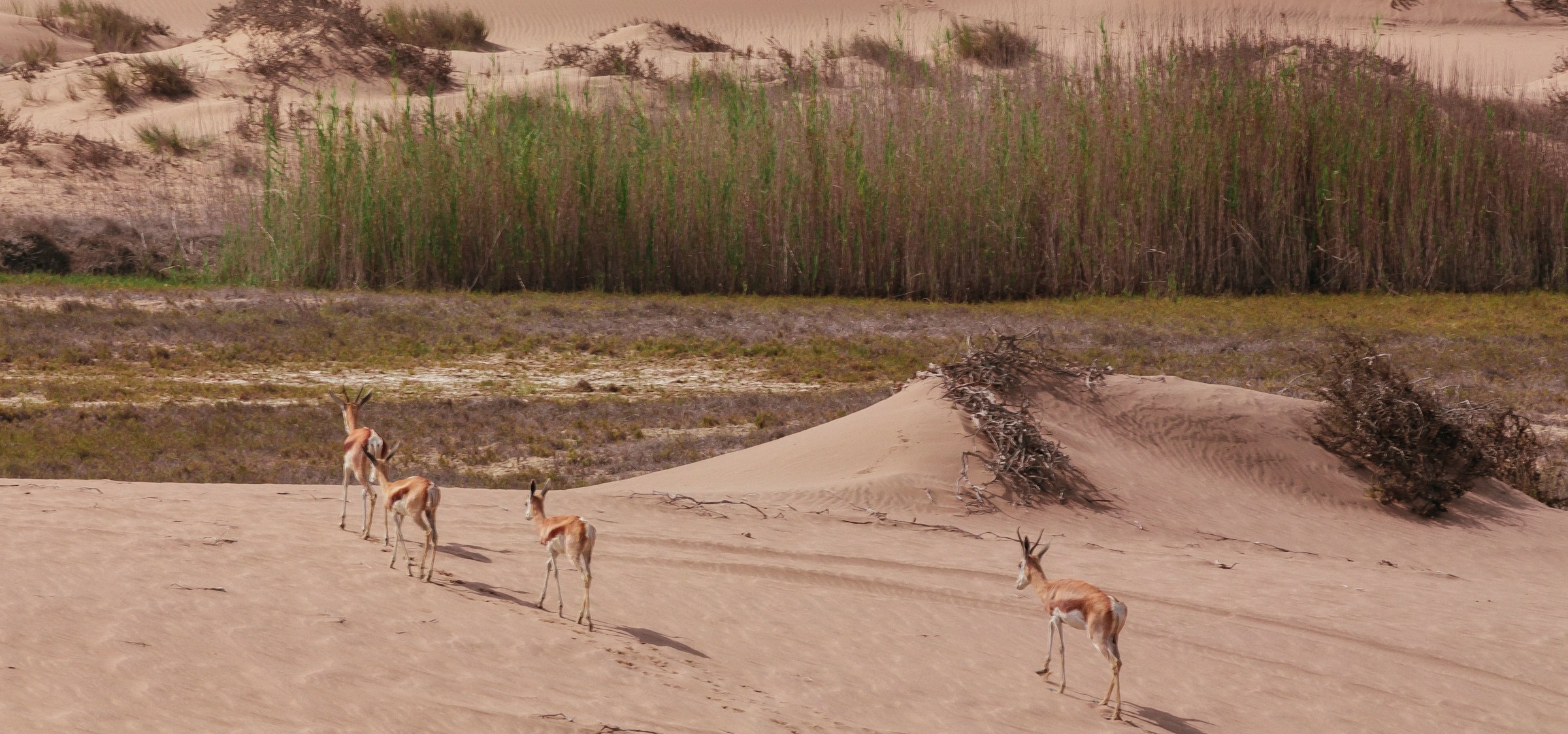 Wildlife of Sandwich Harbour | Namibia's Coastal Species